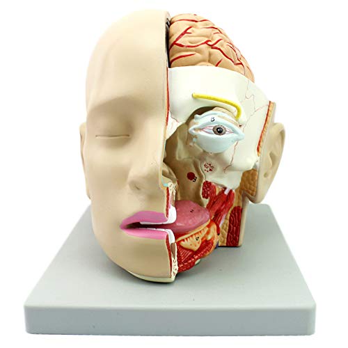 Buy Human Body Head Cranial Brain Model Sagittal Anatomy Structure Eye ...