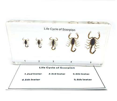 Scorpion Life Cycle