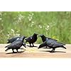 Amazon.com: Park Hill Collection EAB82066 Cast Iron Crows, Set of 2 ...