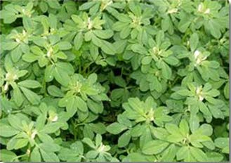 Creative Farmer Vegetable Seeds Uluva Seeds - Methi Fenu Greek Seeds ...