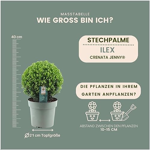 Buchsbaum Balkon – Die 15 besten Produkte im Vergleich - Hausbauberater ...