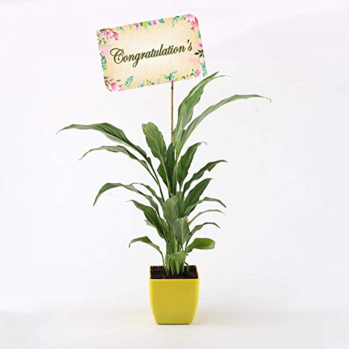 Vibrant Green Peace Lily Plant In Green Plastic Pot With Congratulation ...