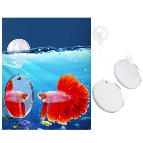 How To Perform Betta Fish Mirror Exercise? - Animals Log