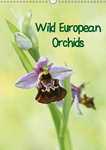 Wild European Orchids 2019: Enjoy the beauty of filigree native orchids ...