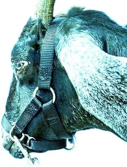 Amazon.com: Goat or Llama Halters Handmade 4 Sizes (X-Large, Pink ...