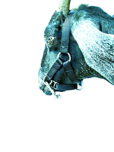 Amazon.com: Goat Driving Harness USA Made Heavy Duty Lined 4 colors ...