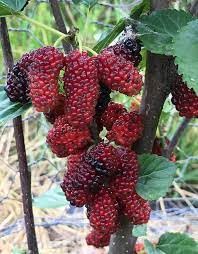 mulberry plant (HYBRID PLANT) : Amazon.in: Garden & Outdoors