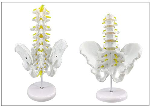 Buy Human Life Size Sacral Model Medical 5 Lumbar Vertebra Spine Pelvic ...