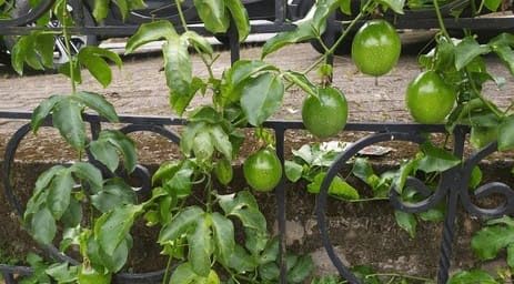 ARIYA Rare Passion Fruit Krishna Kamal Medicinal Plants Passion Fruit ...