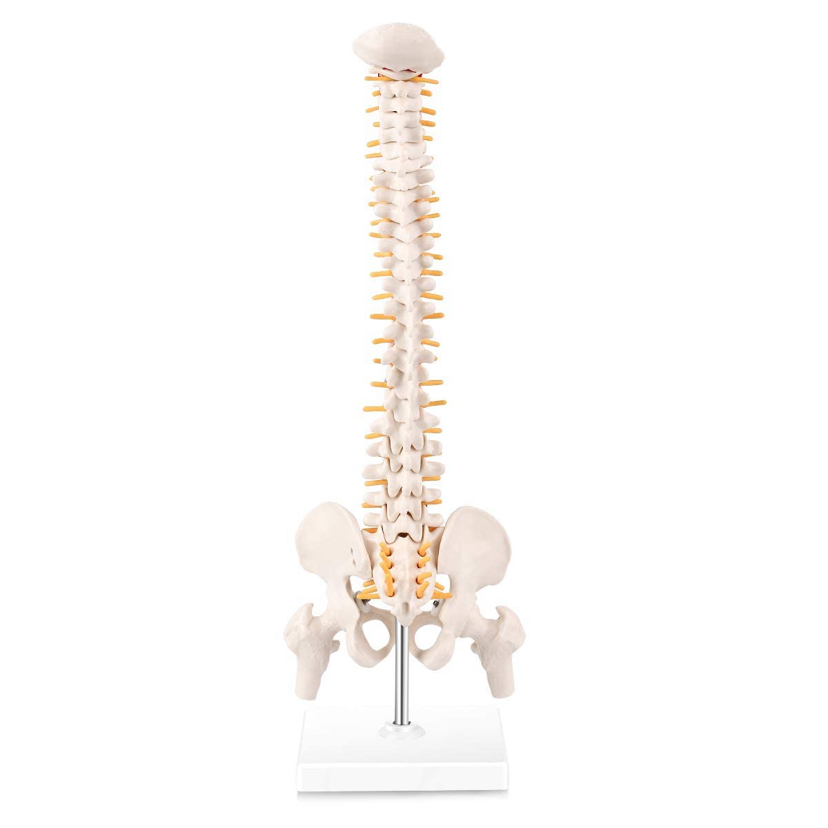 Buy Wooge Miniature Spine Anatomy Model, 15.5inch Mini Vertebral Column ...