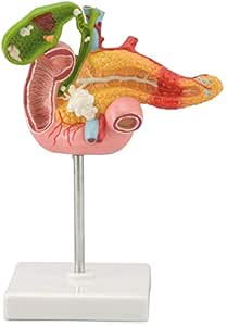 Amazon.com: Anatomical, Body Model Skeleton Model Anatomy Model ...