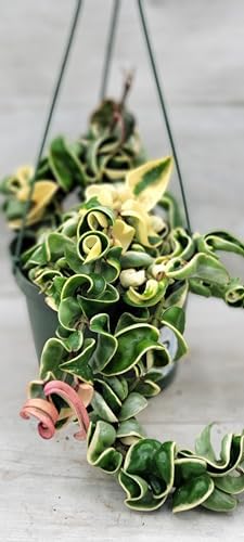 Amazon.com : Hoya Variegated Compacta Live Rare Houseplants ...