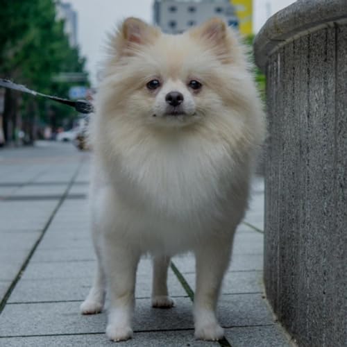 Amazon.co.jp: Toil It : Poopz: Digital Music