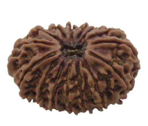 DeepMines Genuine 15 Mukhi Rudraksha Original Certified from Nepal ...