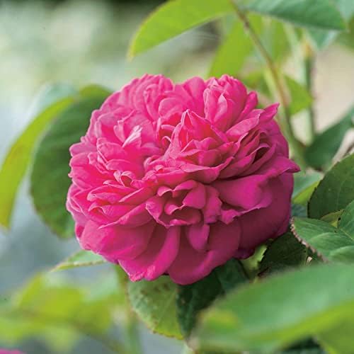 Historische Strauchrose 'Rose de Resht®' - 1 Pflanze : Amazon.de: Garten