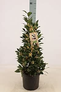 Bay Tree Pyramid in a 20cm Pot. Laurus Nobilis. 80cm Tall : Amazon.co ...