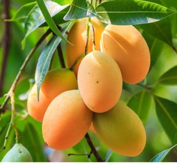 Linaa All Time Mango Plant Thai All Time Mango Plant Thai Baromasi ...