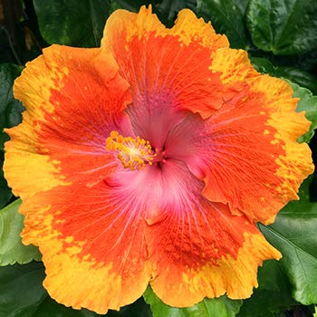 Florona Rare Chemparathi Plant Exotic Hibiscus 'Yellow Orange Double' 1 ...