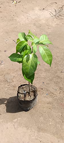 Amazon.in Bestsellers: The most popular items in Vines