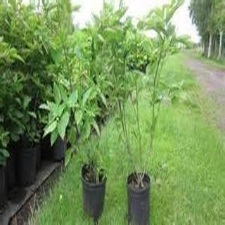 15 Seeds Blackfruit Dogwood, Miner's Dogwood, Blackfruit Cornel Cornus ...