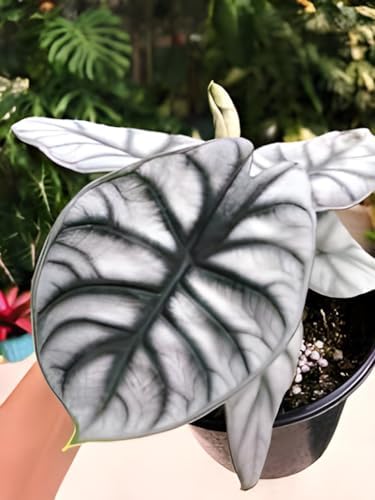 RADHA RANI PLANT HOUSE- Rare Alocasia "Silver Dragon" Imported Baginda ...