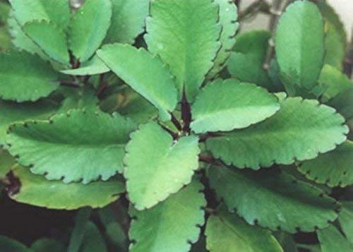 Buy Vixenssell Patharchatta Kidney Stone Live (bryophyllum pinnatum ...