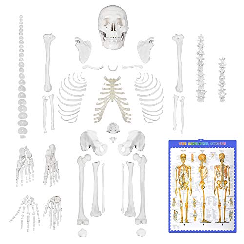 Disarticulated Human Skeleton Model for Anatomy Life Sized - Want It All