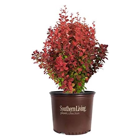 Amazon.com : SUNJOY Orange Pillar™ - Barberry - Berberis- Proven ...