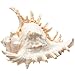 Amazon.com: Gzerupes Murex Ramosus Shell Real Murex Sea Shell Large 7-8 ...