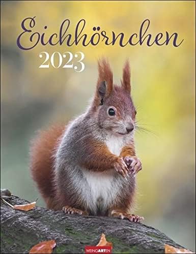 Squirrel Calendar 2023 – BigaMart