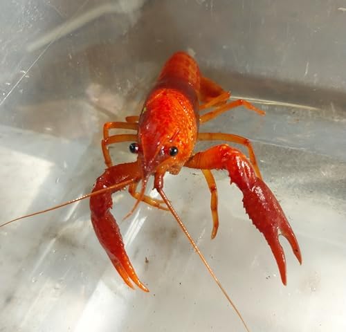 Amazon.com: Bugs and More Store Live Orange Tangerine Clarkii Crayfish ...