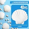 Amazon.com: Wpxmer 40 Pack Sea Shells, White Scallop Shells for Craft ...