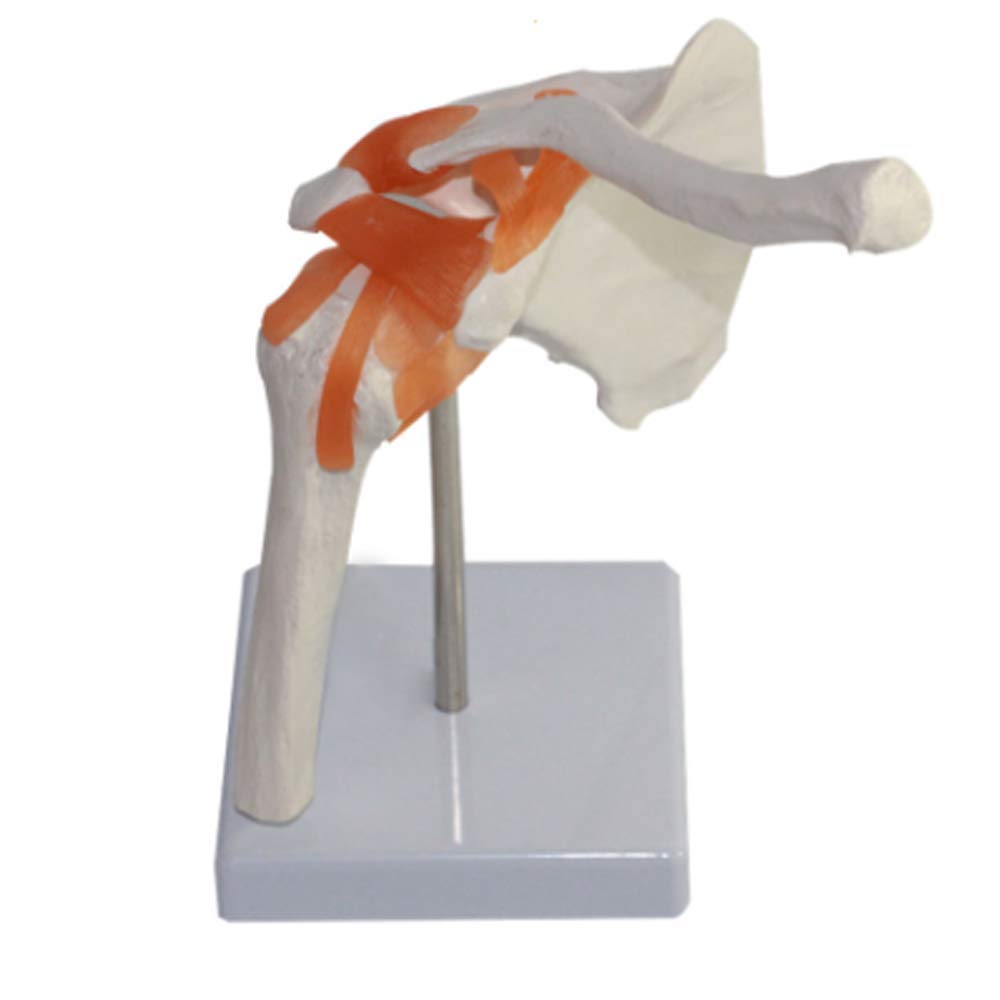 Buy Educational Model Anatomy Shoulder Joint Model - Human Shoulder ...