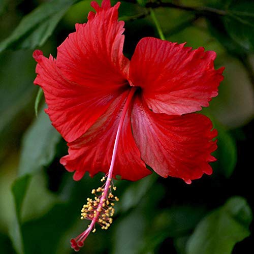 Maa Durga Garden Gudhal Live Plant, Hibiscus flower, Hibiscus rosa ...