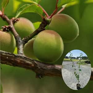 Amazon.co.jp: Fruit Tree Seedlings, Plum, Ishikawa No. 1, Plum Large ...