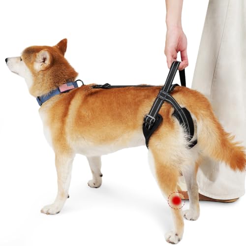 Best Harness for Dogs with Back Problems: Providing Comfort and Support ...