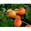 Amazon.com : Apricot Katy Tree, Produces Fruit, Prunus Armeniaca 3-5ft ...