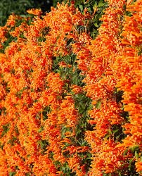 Rishika Begonia venusta Pyrostegia venusta Live plant Healthy Rooted ...