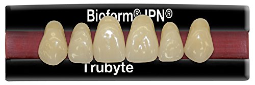 Amazon.com: Dentsply 16666UB6932M Bioform IPN Denture Teeth Set, Upper ...