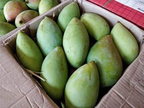 Creative Farmer Live Fruit Plant Mango Kili Mooku Golden Yellow Dwarf ...