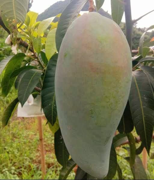 Garden Fields Jin-Huang Mango Plant-Grafted Variant : Amazon.in: Garden ...