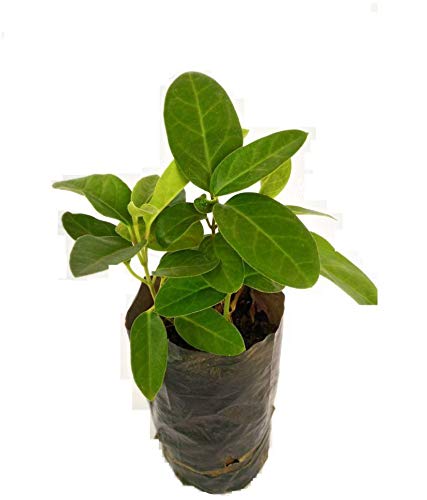 SelpLine | Damvel | Tylophora Indica | Medicinal Ayurvedic Herb Plant ...