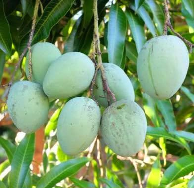 Nectar Garden Arka Udaya Mango Plant-Grafted Variant Plant : Amazon.in ...