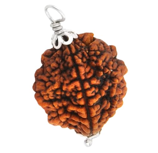 Buy Royal Gems Dwimukhi 2 Mukhi Rudraksha Original Certified Nepali ...