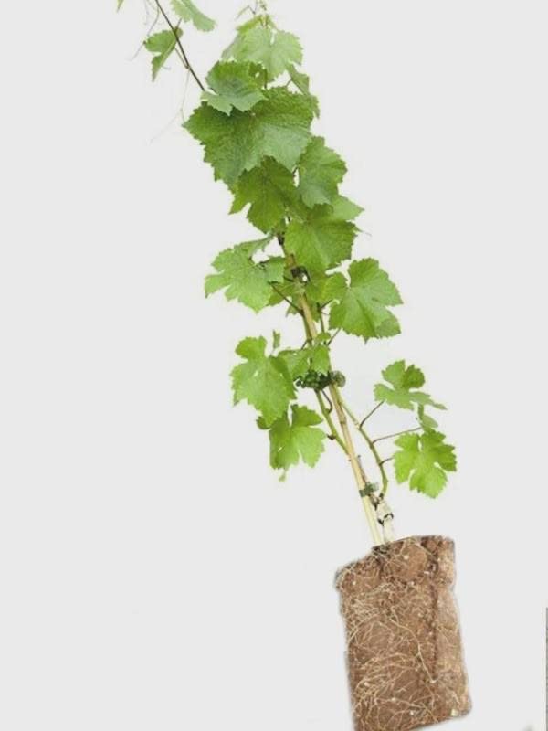 Mphmi Live Nurseryoutdoors Grape, Angoor (Seedless) - Plants : Amazon ...