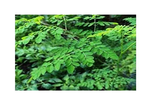 Modern plants live sahajan/moringa oleifera medicinal plnat with pot ...