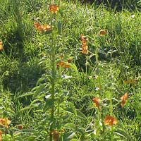 ALONSOA INCISIFOLIA SEEDS : Amazon.it: Giardino e giardinaggio