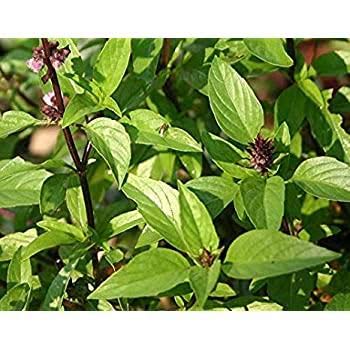 MVKR Live Marua - Marjoram Herb Plant I With Growbag : Amazon.in ...