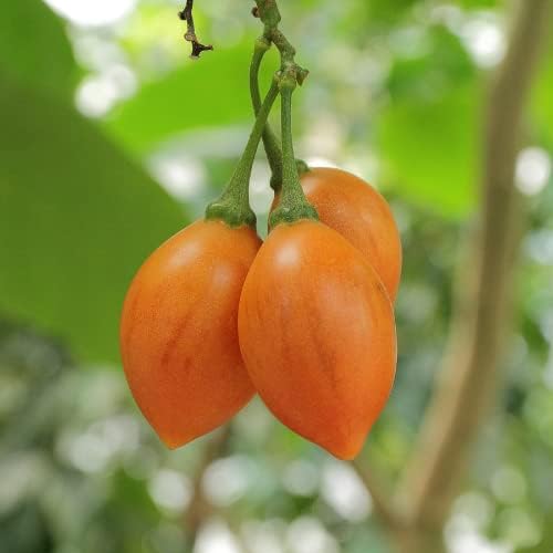 Amazon.com : CHUXAY GARDEN Yellow Tamarillo,Tree Tomato,Tomate Serrano ...