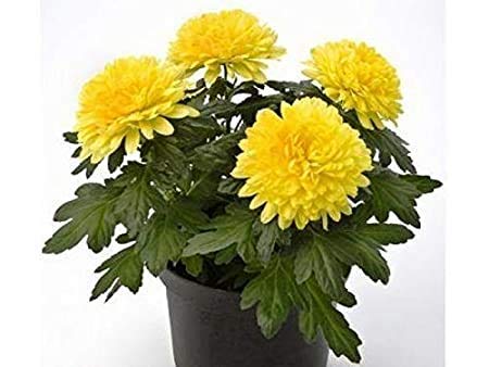 JooGTooK Live Guldavari/Chrysanthemum Yellow Flower Ornamental Plant ...